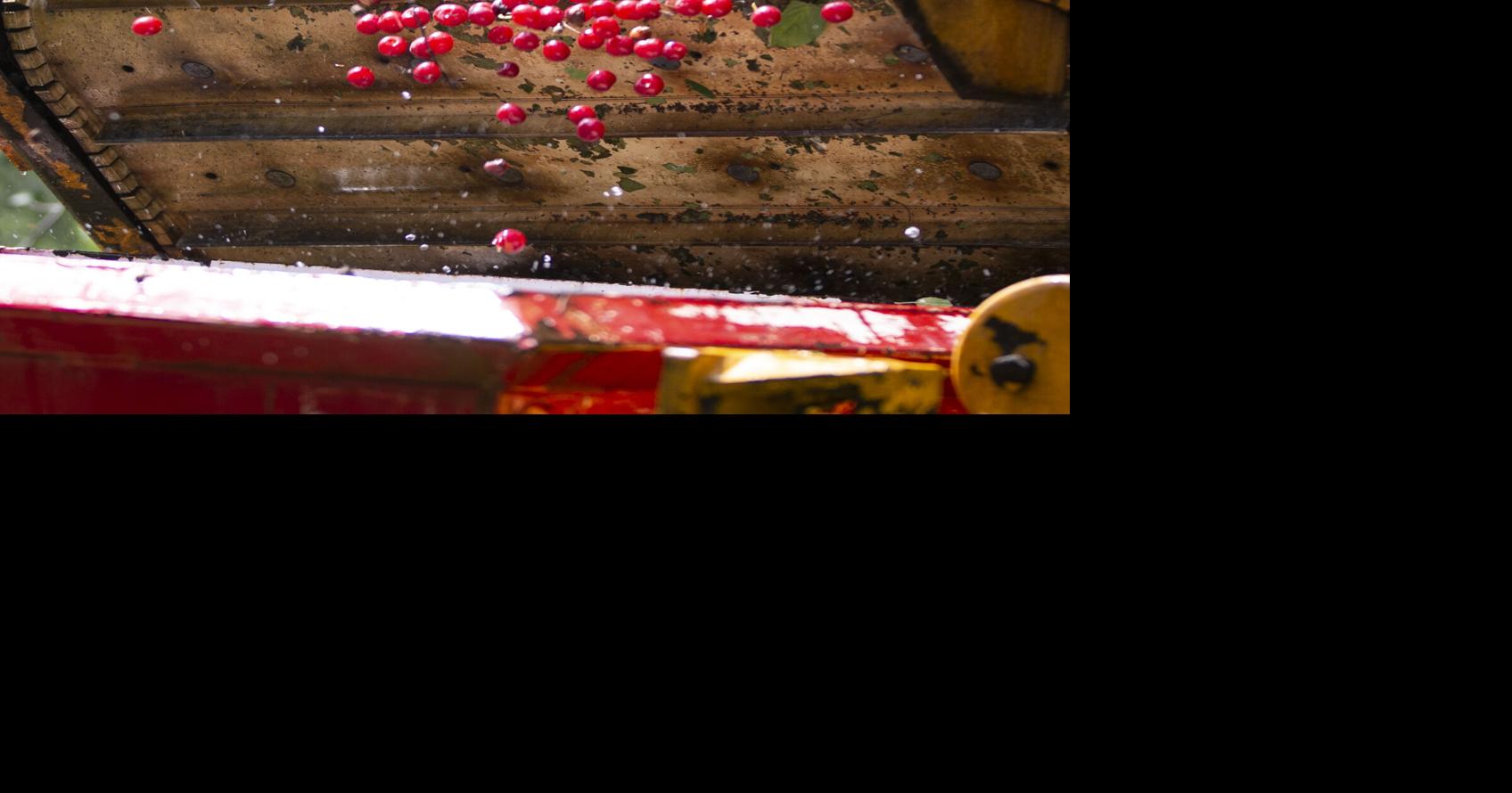 2020 offered reprieve from cherry import pressure | Business | record ...