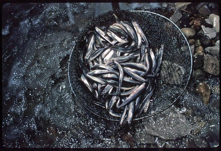 Fish advisories impact tribal traditions; Lake Superior smelt the ...