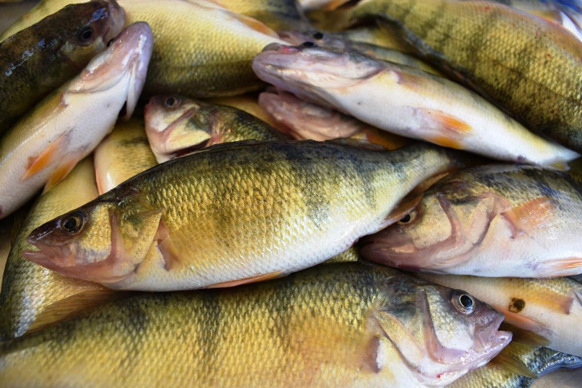 Bob Gwizdz: Half minnows and a whole lotta yellow perch | GO | record ...