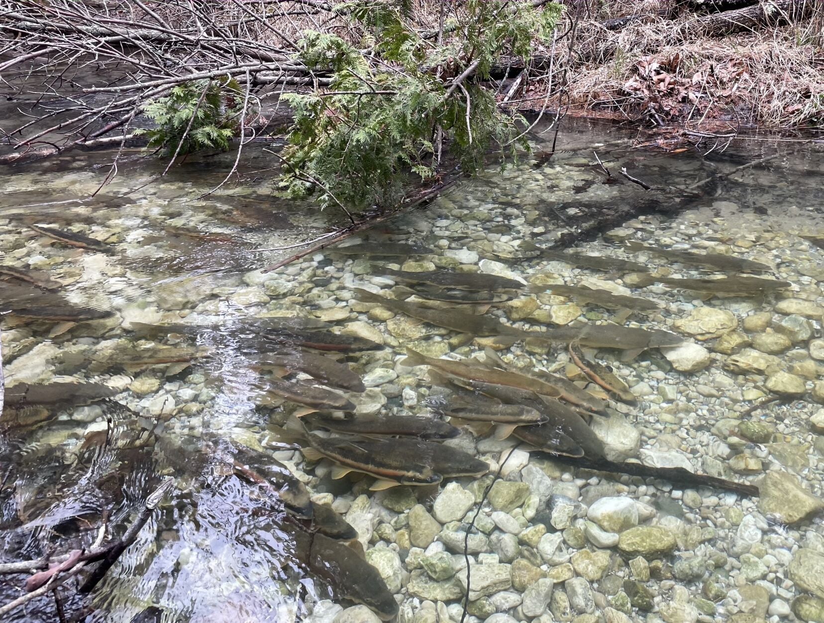 Chris Smith: A sucker for FishPass | GO | record-eagle.com