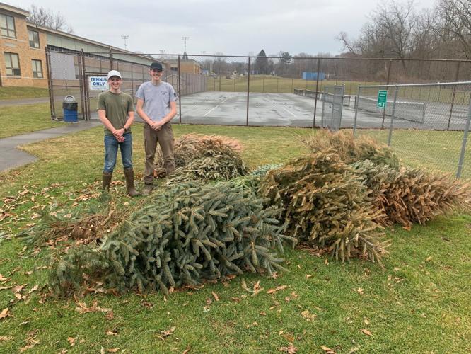 GHS club collecting Christmas trees for fish habitats | News ...