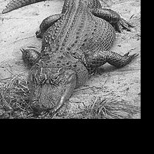 Researchers: Alligators eat sharks | Education | recordargusnews.com