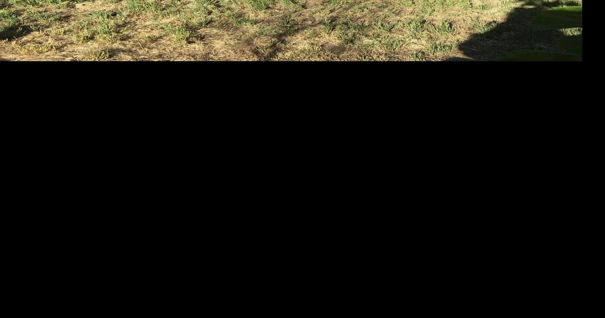 Cherry Valley’s Gracie-Beth Sutton is a rising rodeo star | News ...