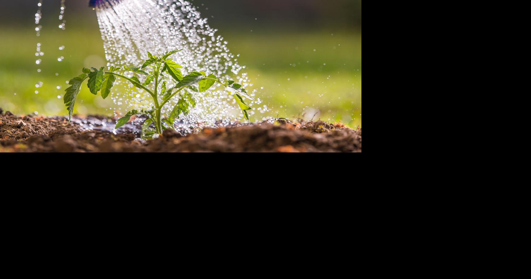 Waterwise Planting Workshop on June 17 | News | recordgazette.net