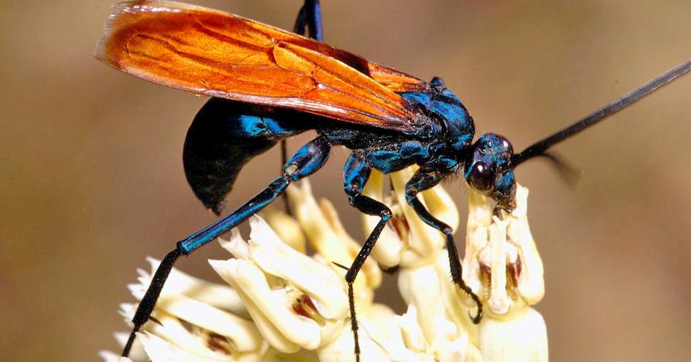 tarantula hawk uav