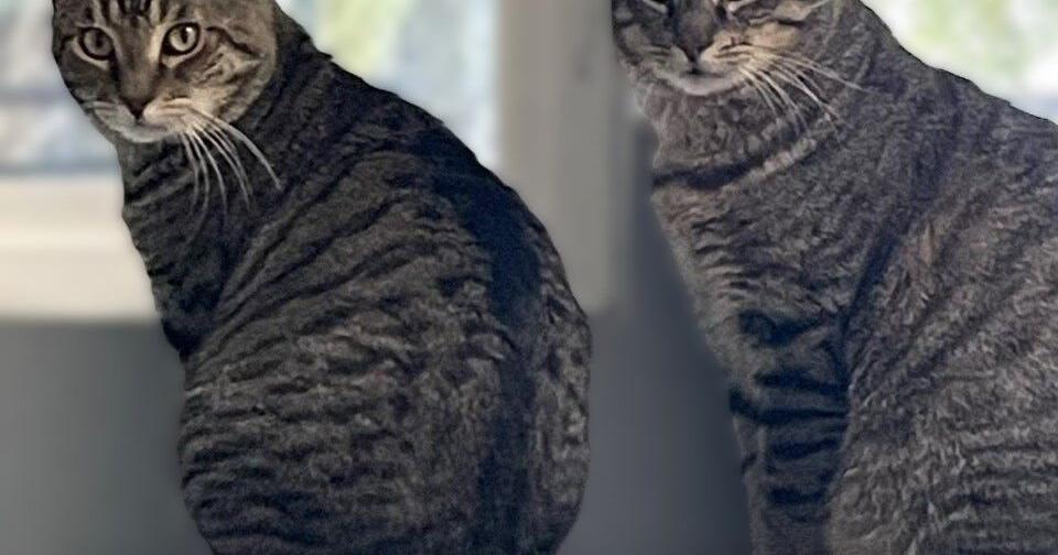 YAPS Pets of the Week: Jeremiah and Conrad | Community | recordgazette.net