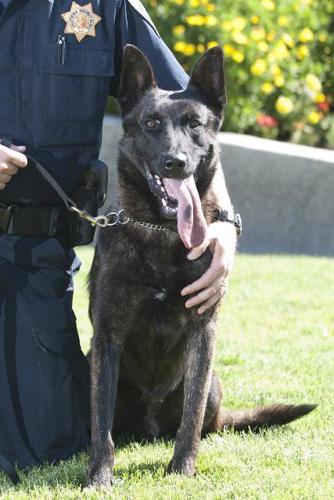 CHP canine hero honored | News | recordgazette.net