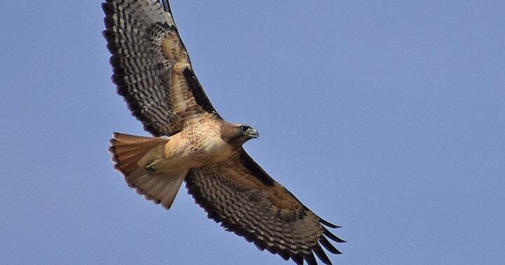 May the red-tailed hawk hover in Live Oak Canyon | Opinion ...