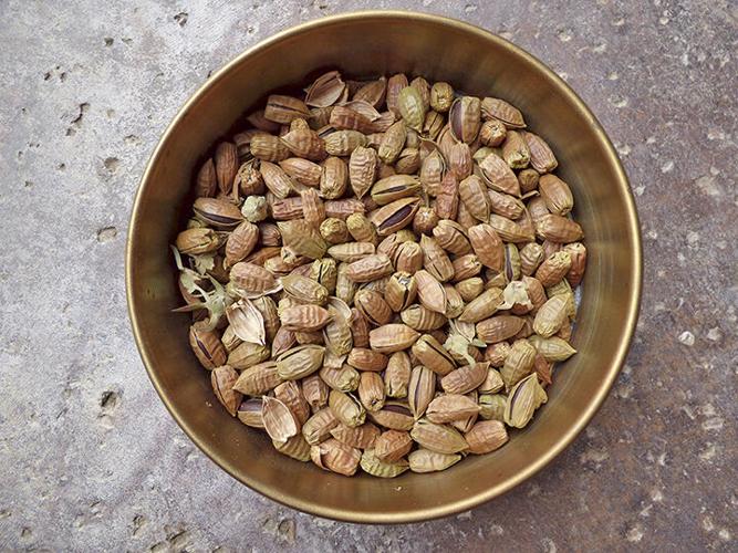 Seed bank expansion protects Mojave Desert species | Inland Empire ...