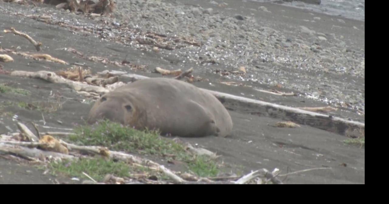 Elephant seals stop at Punta Gorda during their migration between ...