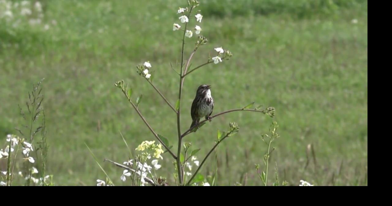 It’s a Great Time to Grab Your Binoculars; Peak Bird Viewing Season is ...