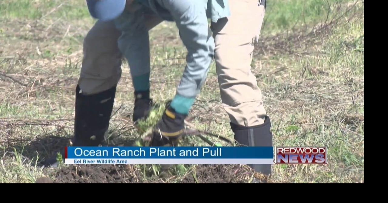 Volunteers Remove Invasive Plants, Restore Native Species at Eel River ...