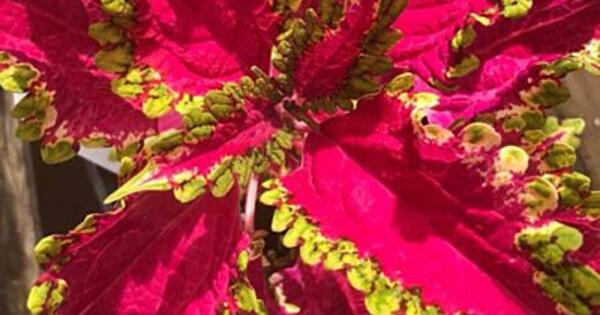 Horticulturalist Monroe thriving on QVC | Money | register-herald.com