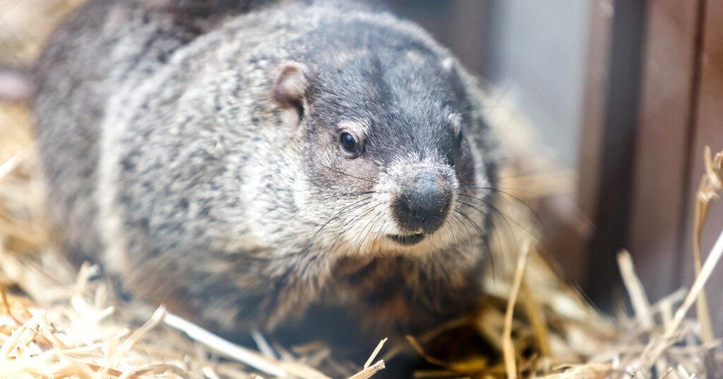 State’s Groundhog Day tradition will go on this year, Justice says ...