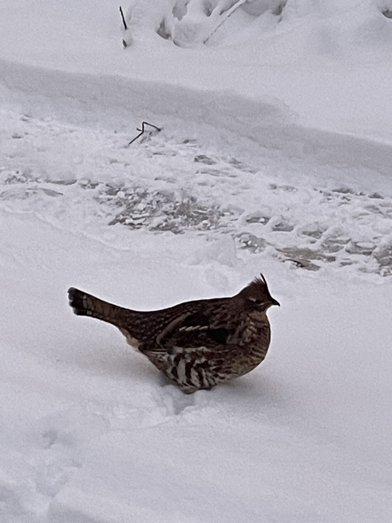 Chris Ellis: Grouse asserting themselves | Sports | register-herald.com