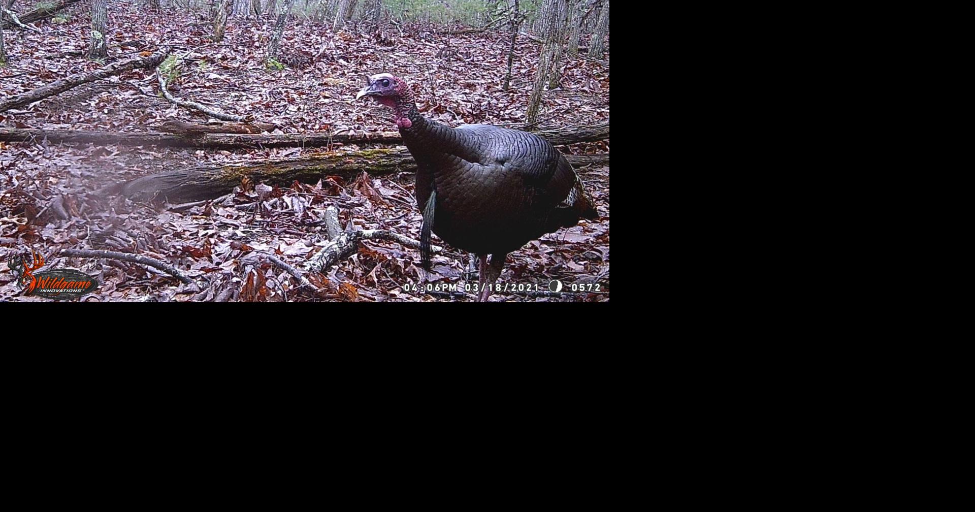 What is enough gun for turkeys? | Sports | register-herald.com