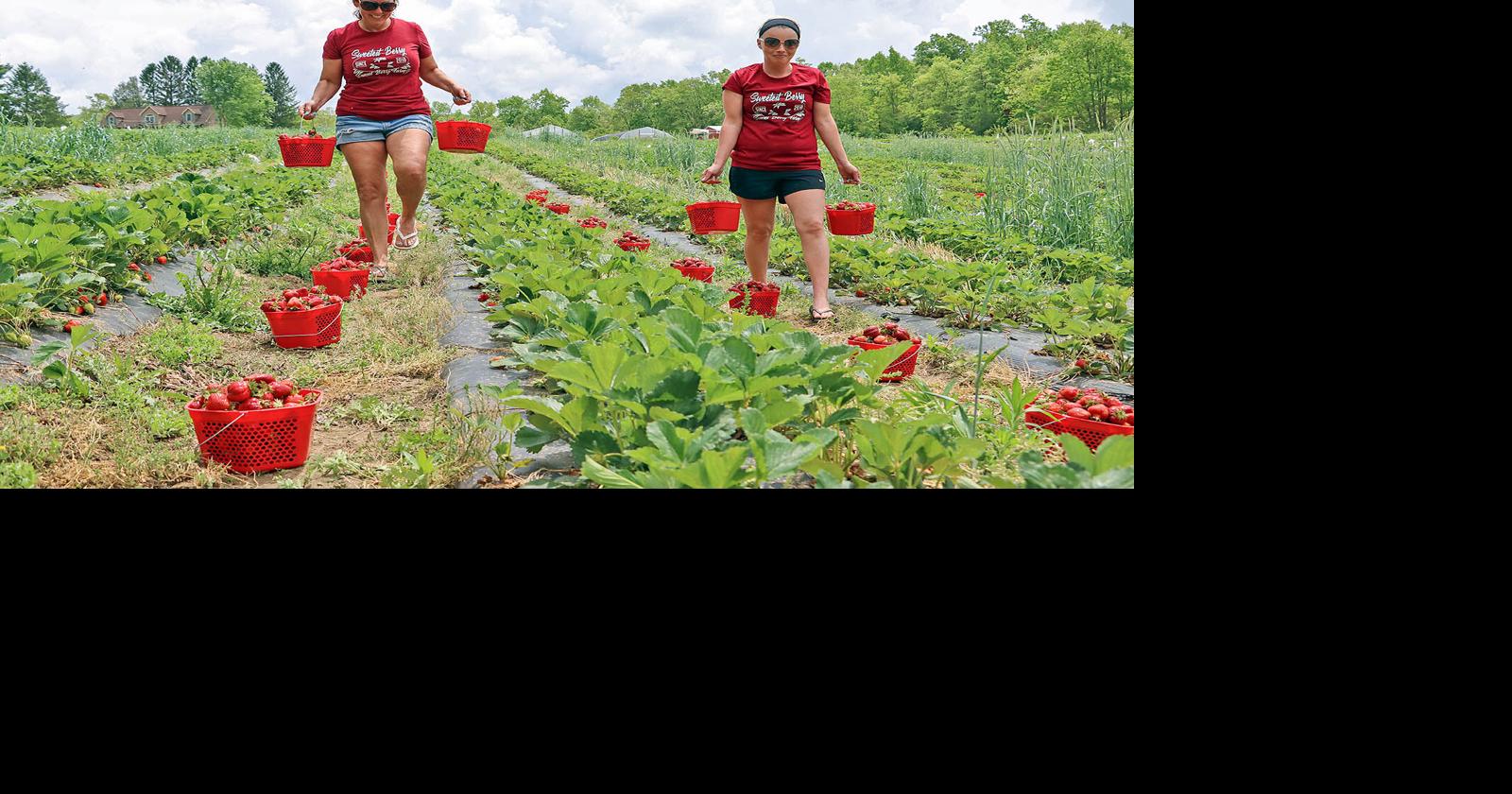 PHOTOS: Strawberries Ripened at Sunset Berry Farm | News | register ...