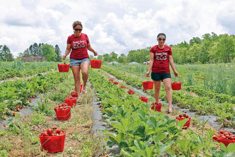 PHOTOS: Strawberries Ripened at Sunset Berry Farm | News | register ...
