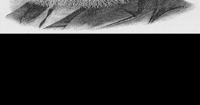 W.Va. Week in History - David Hunter Strother | Life | register-herald.com