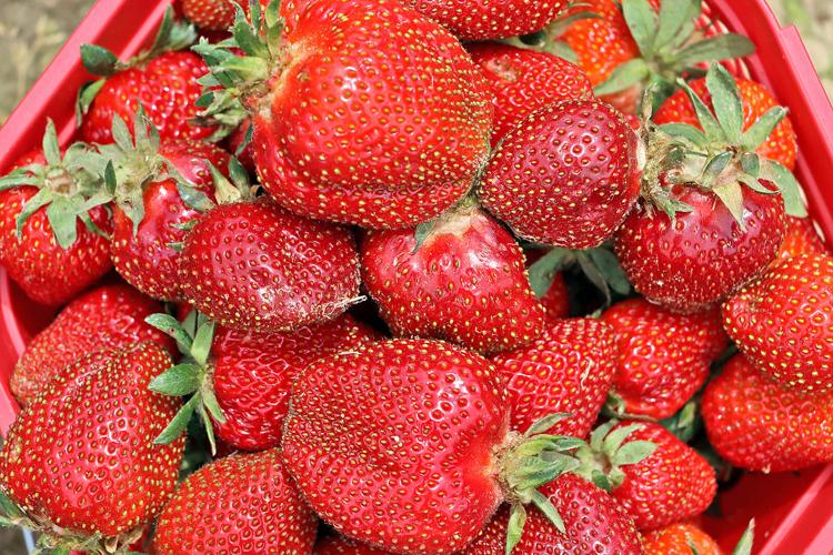 PHOTOS: Strawberries Ripened at Sunset Berry Farm | News | register ...