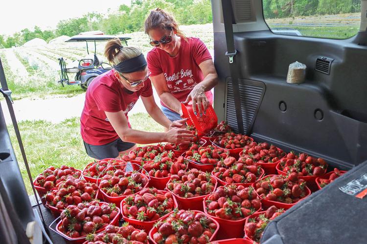 PHOTOS: Strawberries Ripened at Sunset Berry Farm | News | register ...