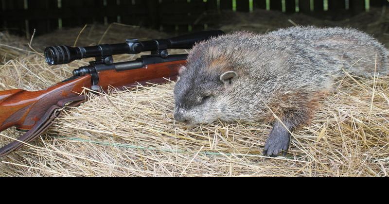 You can tune up that rifle now on whistle pigs | Sports Columns ...