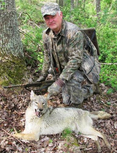 Too many predators in the woods? | Sports | register-herald.com