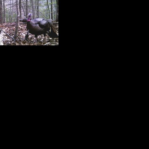 .410 shotguns for turkeys: Yes, it's a "thing" | Sports | register ...