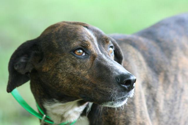 Cur and Feist: Great hunting dogs and terrific companions | Sports ...