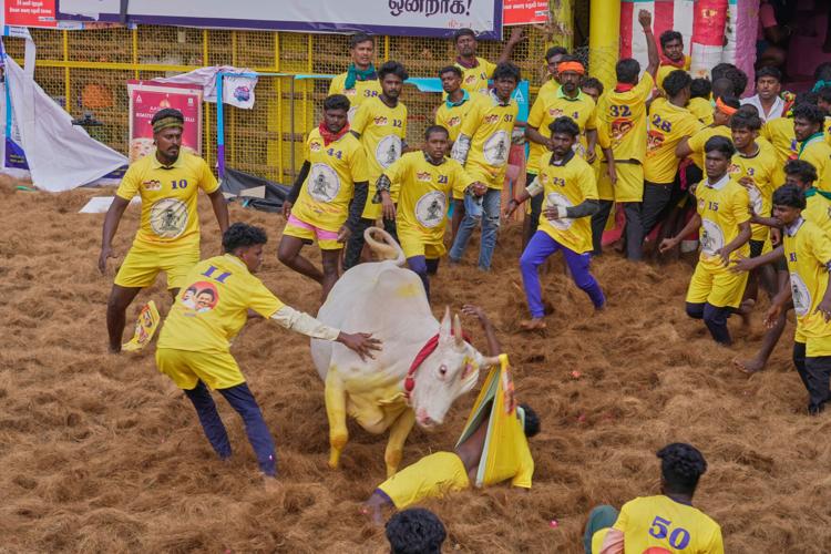 PHOTO ESSAY: Centuries-old bull festival in southern India remains ...