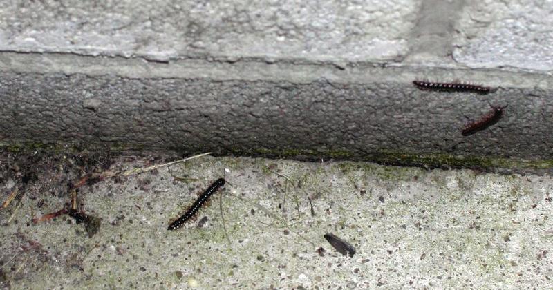 Millipedes are on the move indoors and out | State & Region | register ...