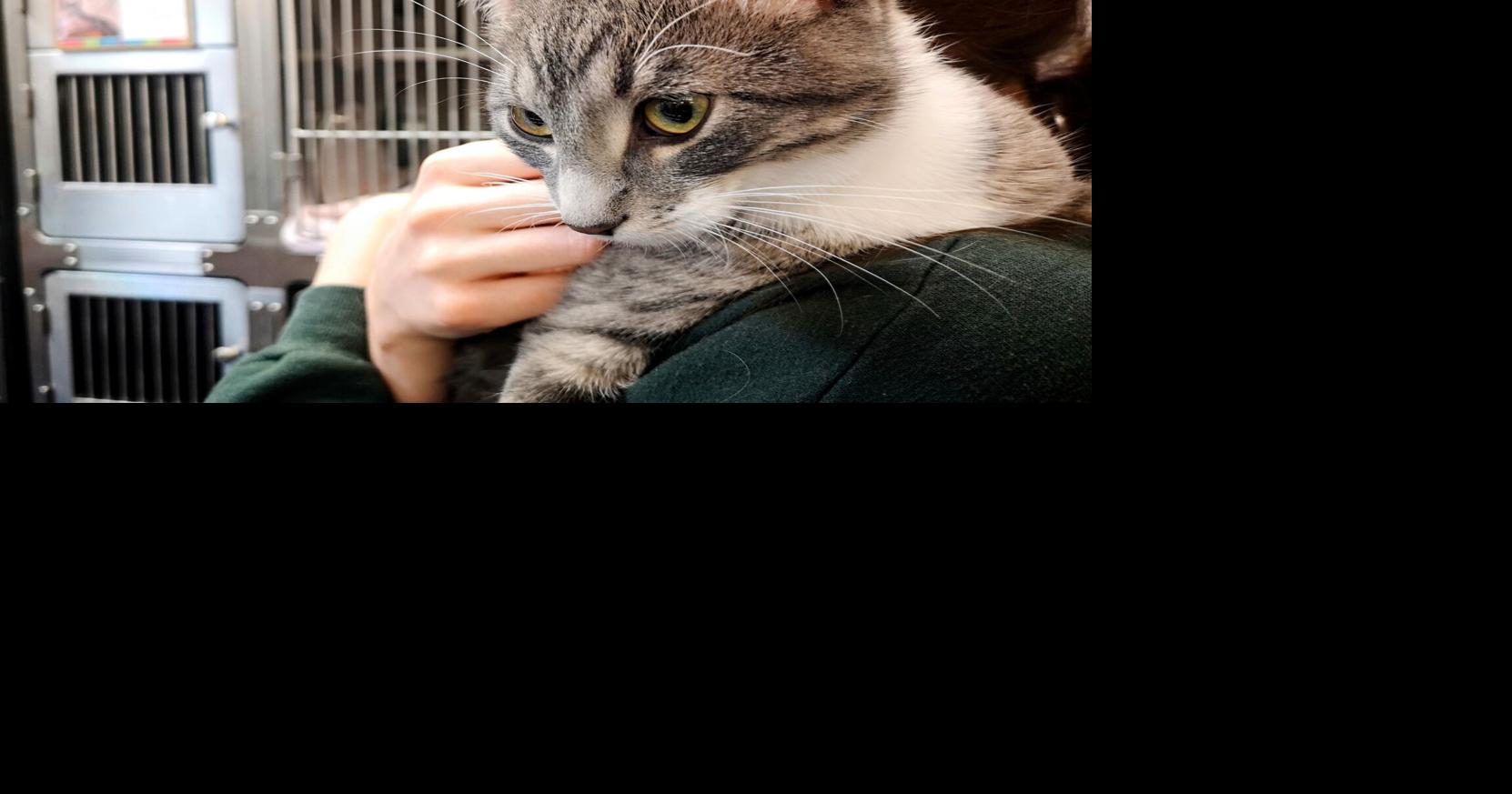 Fayette County Animal Shelter has reopened | Local News | register-herald.com