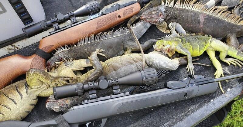 A week in the life of the itinerant gun writer, Part 1 | Sports ...