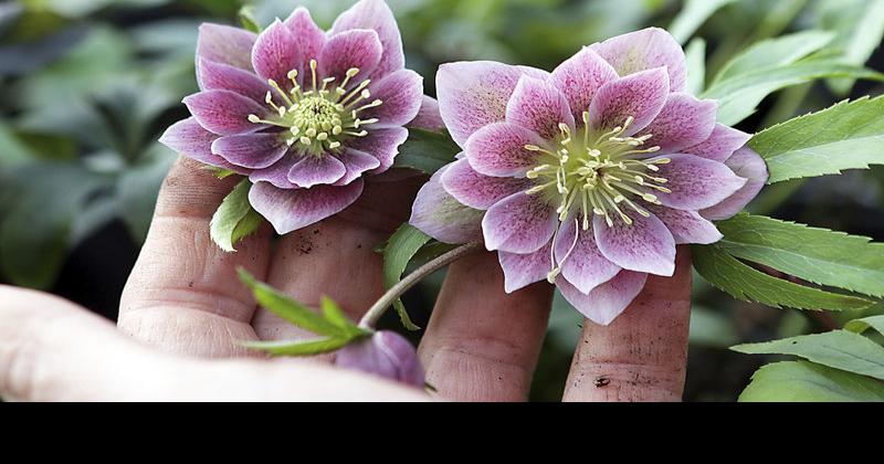 Olympic landscape material produced at Renick farm | News | register ...