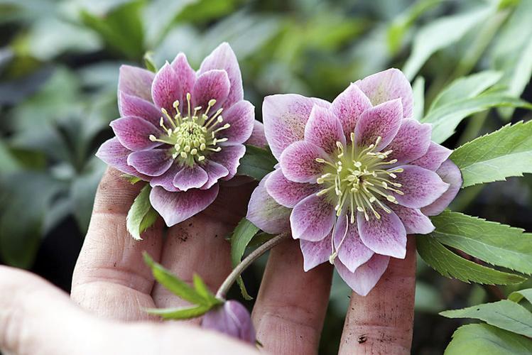 Olympic landscape material produced at Renick farm | News | register ...