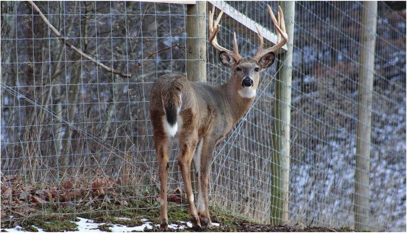 Big Bucks! West Virginia deer farm industry growing | News | register ...