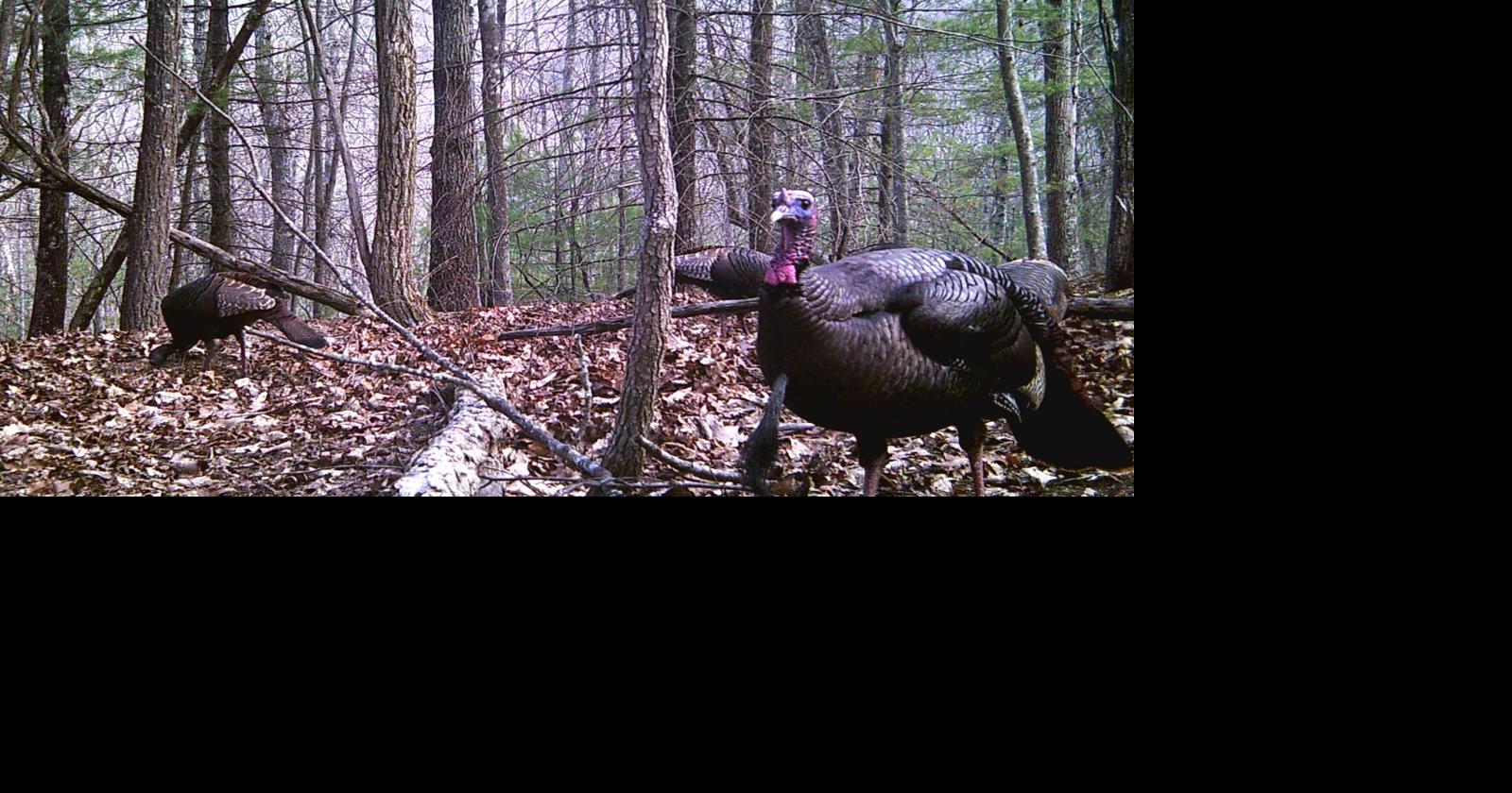 Good morning from the roost limb | Sports | register-herald.com