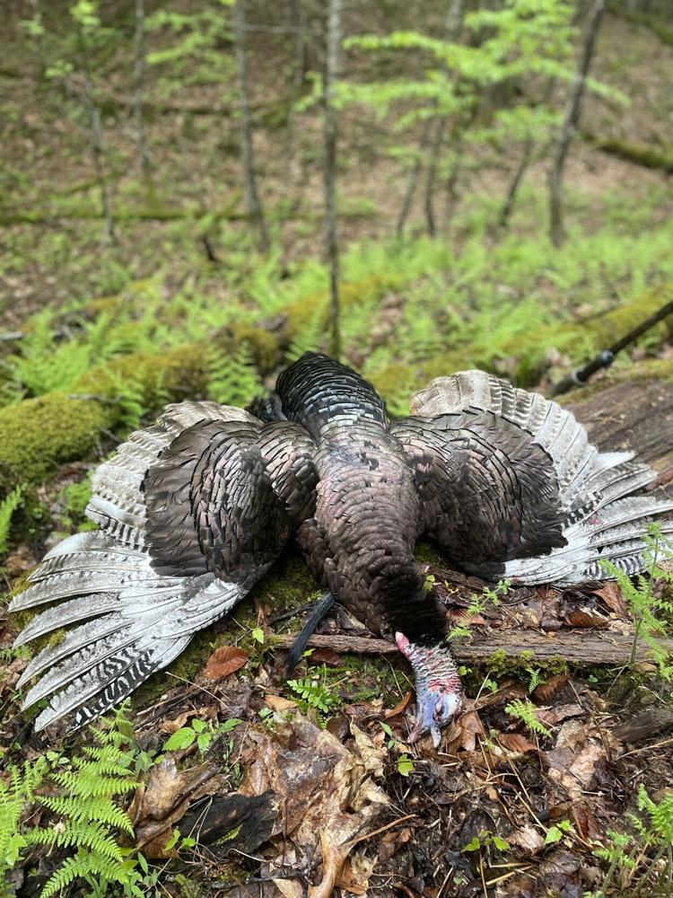 Chris Ellis: WildturkeyDNA created to understand wild turkey genetics ...