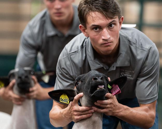 4-H Fair week best of | | reporter.net