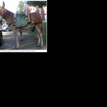 Mules trained to help maintain Indiana's Deam Wilderness Area | News ...