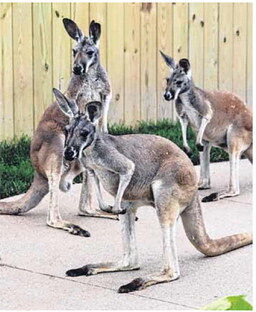 Kangaroos jump into the Indianapolis Zoo | News | reporter.net