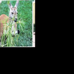 Kangaroos jump into the Indianapolis Zoo | News | reporter.net