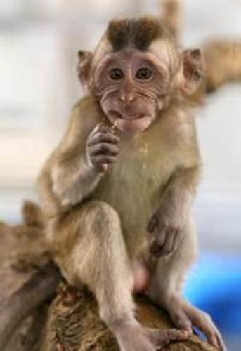 Zoo's new monkeys make a splash in Indy | State News | reporter.net