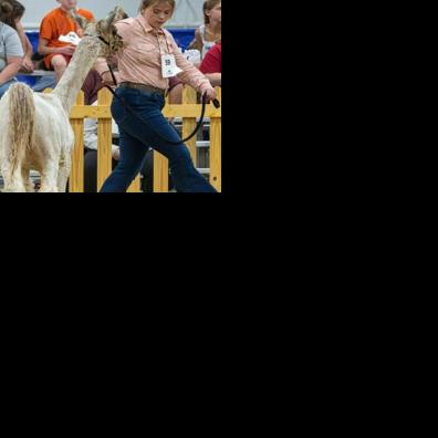 For young competitors, state fair 4-H obstacle course is always a prob ...