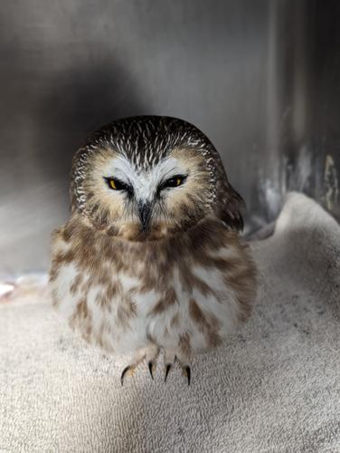 Indiana Audubon pleads for help after owl's death | Local News ...