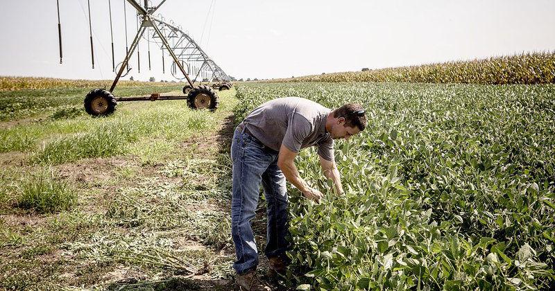This miracle weed killer was supposed to save farms; instead, it's ...