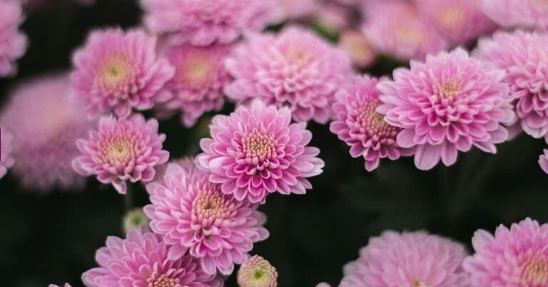 Purdue Extension offers workshop for cut flower growers | Local News ...