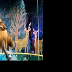 Discover nature after dark at Indiana State Museum's Good Night Forest ...