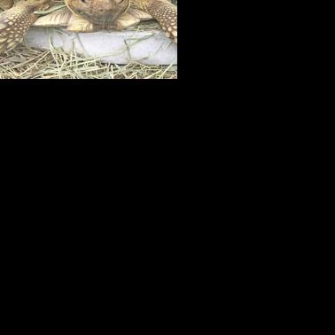 Tortoise shooting becomes national story | Local News | reporter.net
