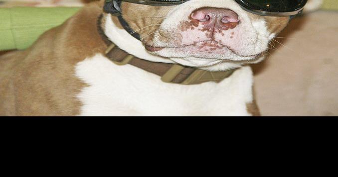 Flying Jay is both a lover and a fighter | Zionsville | reporter.net